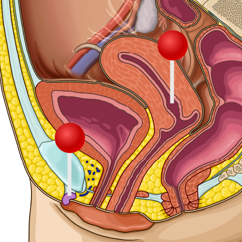 Anatomy Of The Female Reproductive System And Pelvis Annotated Illustrations With Definitions